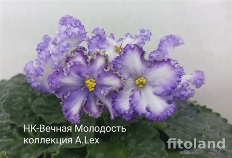 Фиалка НК-Вечная Молодость