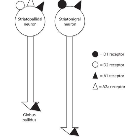 Schematic Representation Of The Two Types Of Output Neurons In The