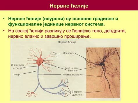 Nervni Sistem Vladan Krunić Jasmina Miljković Ppt