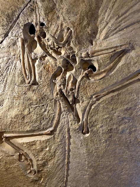 Archaeopteryx London Specimen R Paleontology