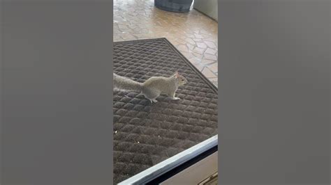 Sandy Cheeks Update Sandycheeks Squirrel Squirrelvideo Spongebob