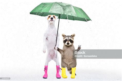 파슨 러셀 테리어와 너구리는 흰색 배경에 고립 된 우산 아래 고무 부츠에 서 너구리 너구리과에 대한 스톡 사진 및 기타 이미지 너구리 너구리과 유머 우산 Istock