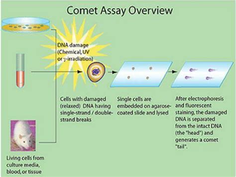 Comet Assay