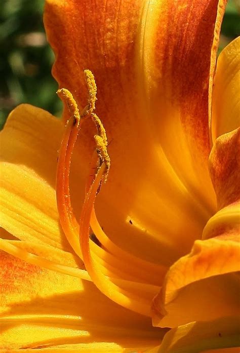 Daylily Close Up Photograph By Bruce Bley Fine Art America