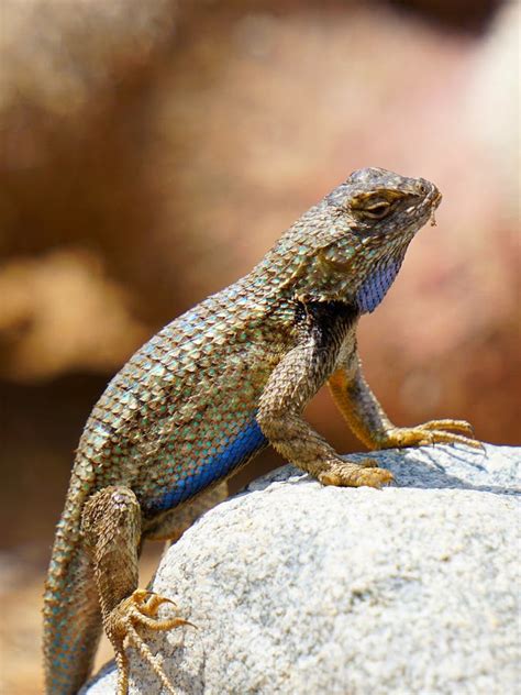 Close Up Of A Western Fence Lizard On Rock Showing Off His Blue Belly