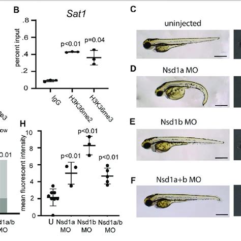 Morpholinos Designed To Deplete Additional Proteins Involved In