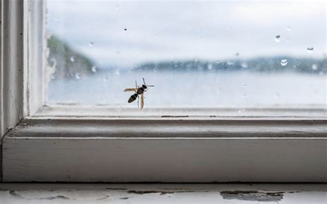 Why Are Wasps Aggressive Prime Pest Solutions