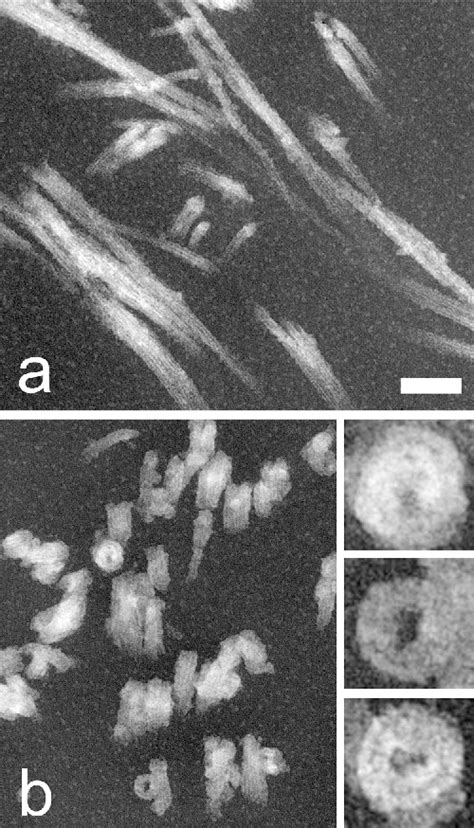 Figure 2 From In Vitro Assembly And Gtp Hydrolysis By Bacterial