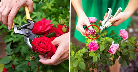 Comment ET Quand Tailler Les Rosiers De Chaque Type
