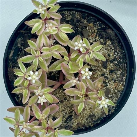 Crassula Volkensii ‘variegata Selecta Succulents