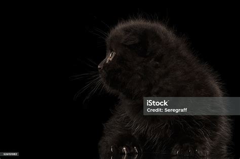 스코틀랜드 돌림주름 고양이 새끼 라잉 주둥이 프로필에 고립 블랙힐스 0명에 대한 스톡 사진 및 기타 이미지 0명 가까운