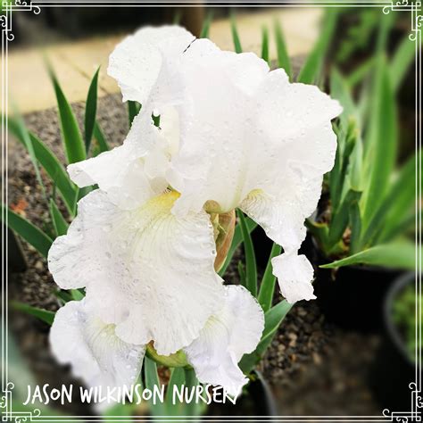 Img 0876 1 Jason Wilkinson Nursery