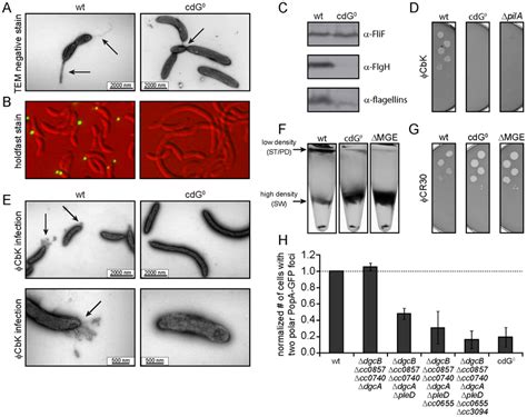 Depletion Of C Di GMP Leads To Severe Deficiencies In Development And Download Scientific