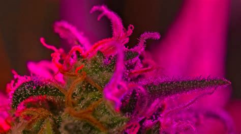 Top Selling Cannabis Strains Of 2021