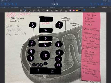 Cellular Respiration Flashcards Quizlet
