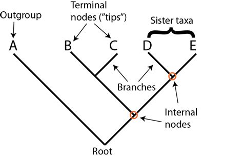 Evolutionary Tree How To Read At Emery Espinosa Blog