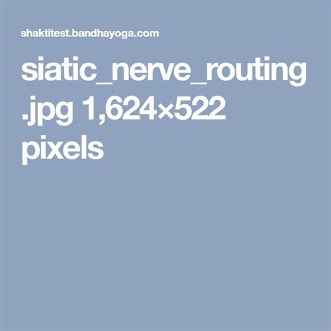 Siatic Nerve Routing Diagram