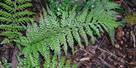 Classifying And Identifying Ferns — Science Learning Hub