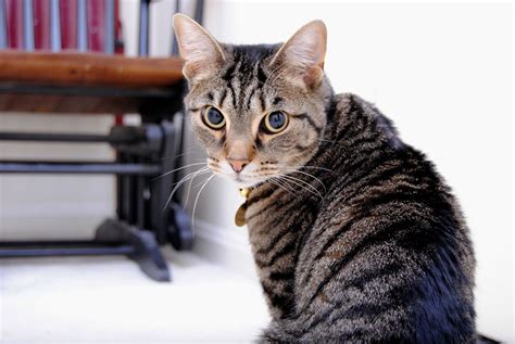 My Bug Eyed Cat Here To Save You From The Horrors Of Imgur After Dark