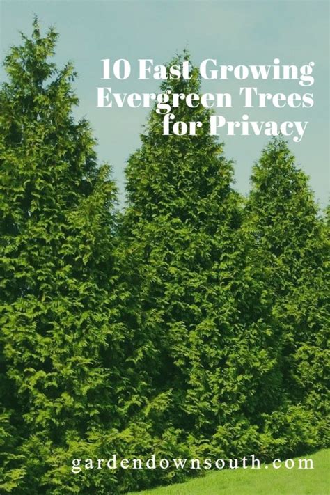 10 Fast Growing Evergreen Trees For Privacy Artofit