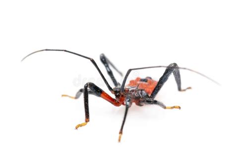 Image Of Red Assassin Bug Isolated On White Background Animal Stock