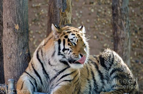 Dozing Tiger Photograph By John Burns Fine Art America