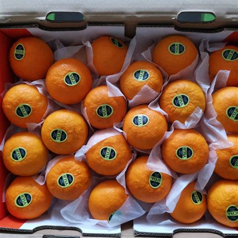Jual BUAH JERUK WOKAM FRESH IMPORT PER KG Shopee Indonesia