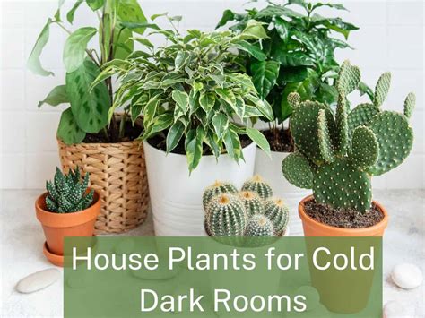 House Plants For Cold Dark Rooms 12 Best Indoor Plants And Caring Tips