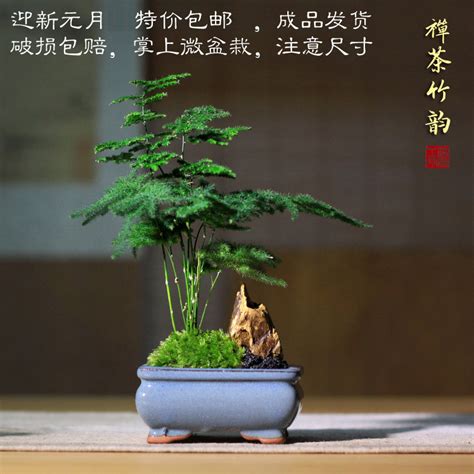 茶桌绿植 茶桌桌面 船木茶桌茶台 第12页 大山谷图库