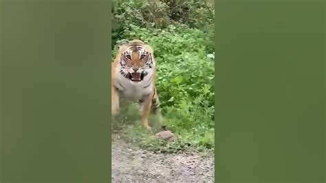 কিভাবে বাঘ মানুষকে আক্রমণ করে। Attack Royal Bengal Tiger Youtube