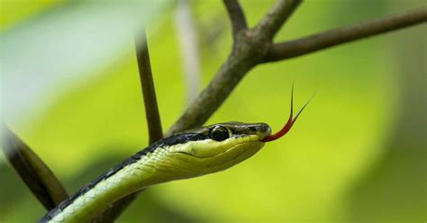 Comment Sappelle Le Bébé Serpent Caminteressefr