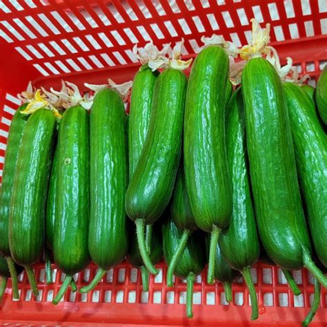 覓園山蔬果 小農自產自銷 （無用藥）水果小黃瓜、月露蜜瓜、美濃瓜 、台灣香草莢 線上商店 蝦皮購物