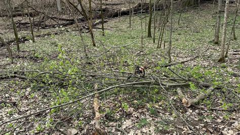 Proud Homeowner Shares Progress Photos After Removing Tree From