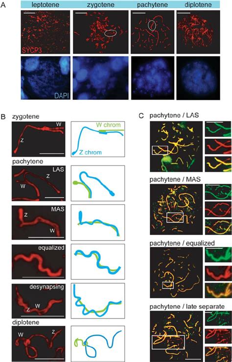 Synaptonemal Complex Formation And Zw Pairing During Meiotic Prophase