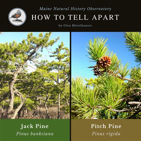 Schoodic Signals Jack Pine Schoodic Institute