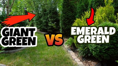 Giant Green Or Emerald Green Arborvitae What Is The Best Tree For