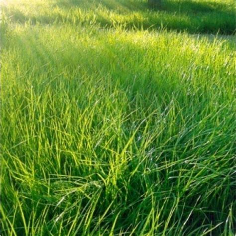 Семена травасмесей — Agro Kazakhstan