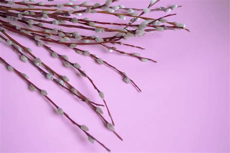 분홍색 배경에 푹신한 새싹이있는 버드 나무 가지가 있습니다 봄의 시작은 부드러운 새싹이있는 버드 나무입니다 버드 나무 가지에 부드러운 새싹 부활절 준비 0명에 대한 스톡