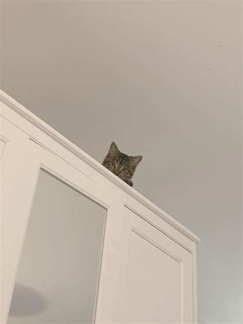 My Cat Is Plotting To Kill Me R Oddlyterrifying