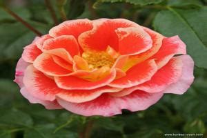 杏仁酒Amaretto 丰花月季品种 图片 藤本月季网
