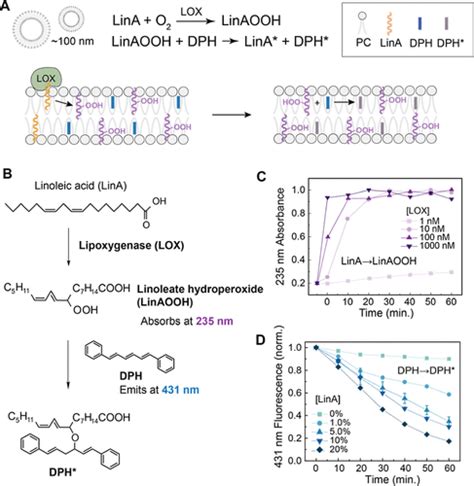 Lipid Oxidative Enzymes And Fenton Like Reactions Are Synergistic In