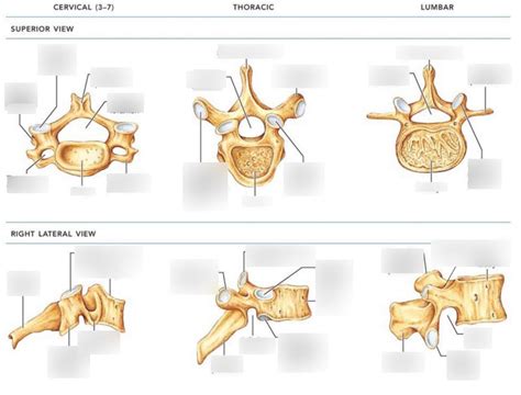 Vertebral Processes Diagram Quizlet