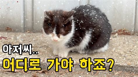 추위에 떨고 있는 아기고양이 새끼고양이 냥줍 고양이 길냥이 Cat Youtube