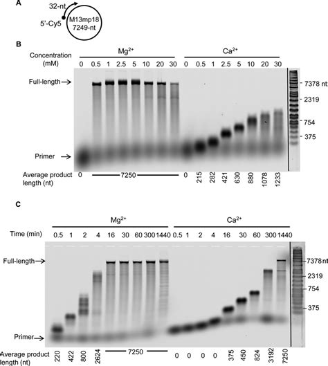 Modulation Of Dna Polymerization Pabpolb With Mg 2 Or Ca 2 On Download Scientific Diagram