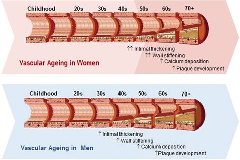 Treating Vascular Aging And Cvd Part 1 El Paso Tx Health Coach Clinic