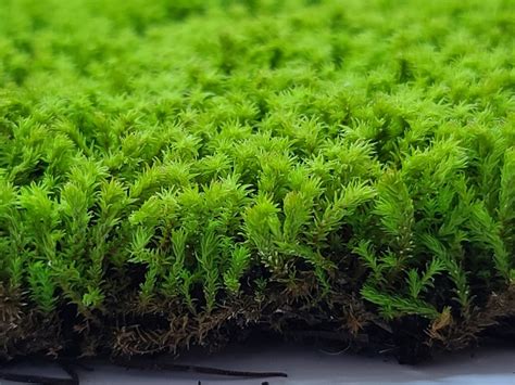 이끼moss 란 이끼 키우기 이끼 관리법 비단이끼서리이끼깃털이끼꼬리이끼 네이버 블로그 이끼moss 란 이끼 키우기 이끼 관리법 비단이끼서리이끼깃털이끼꼬리이끼 네이버 블로그