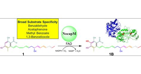 Characterization Of The Flavin Dependent Monooxygenase Involved In The Biosynthesis Of The