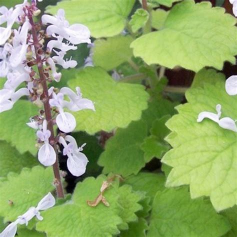 Patchouli Dark Essential Oil 5640 Best Quality And Price Just At