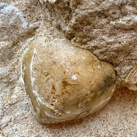 659bc47999cdd57910014166 Uk Fossils