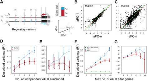 Afc N Improves The Accuracy Of Eqtl Effect Size Estimates A